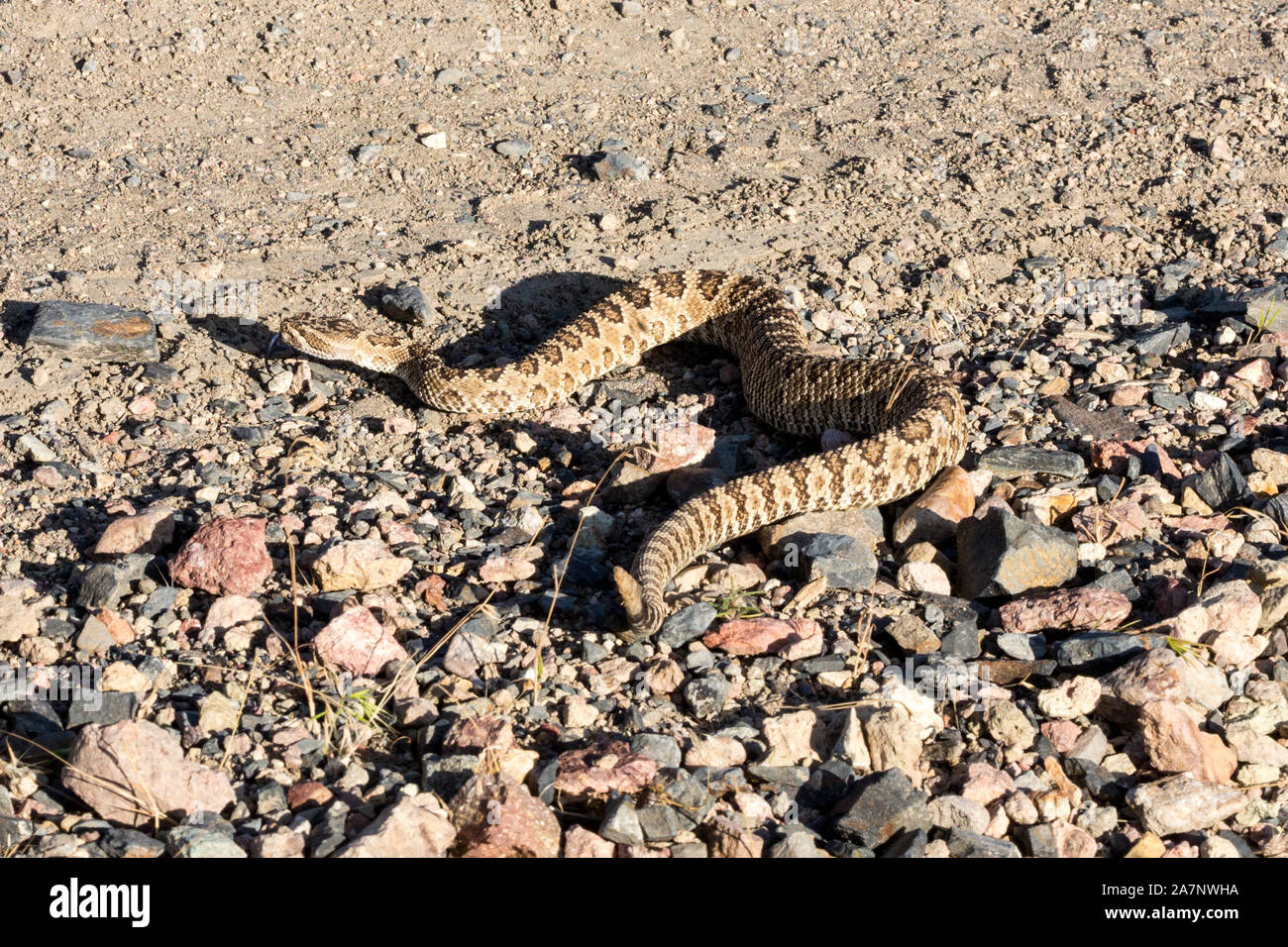 Close up view of rattlesnake on road in Nevada by pyramid lake Stock ...