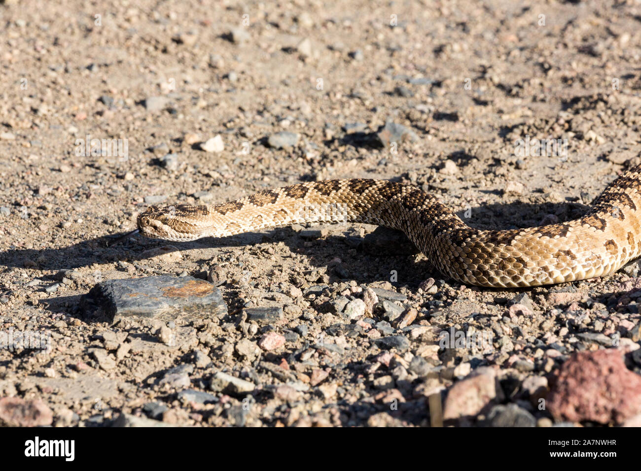 Close up view of rattlesnake on road in Nevada by pyramid lake Stock ...