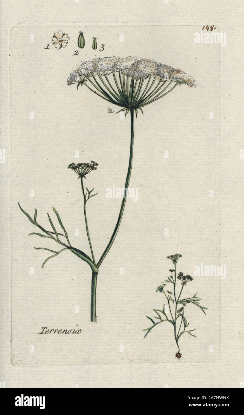 Great pignut or earth chestnut, Bunium bulbocastanum. Handcoloured ...