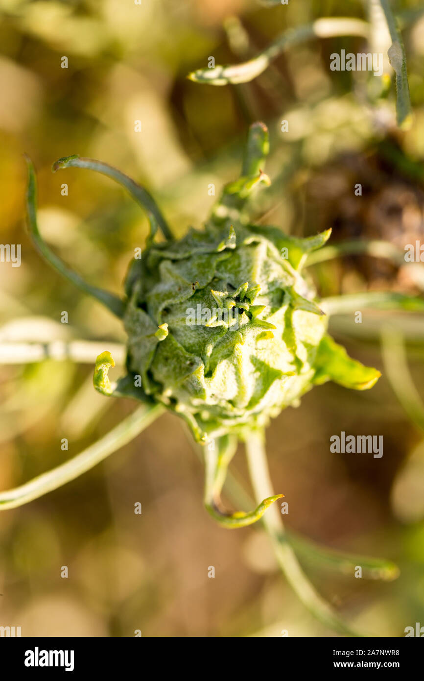 Green sagebrush bloom on a bush in Nevada desert Stock Photo - Alamy