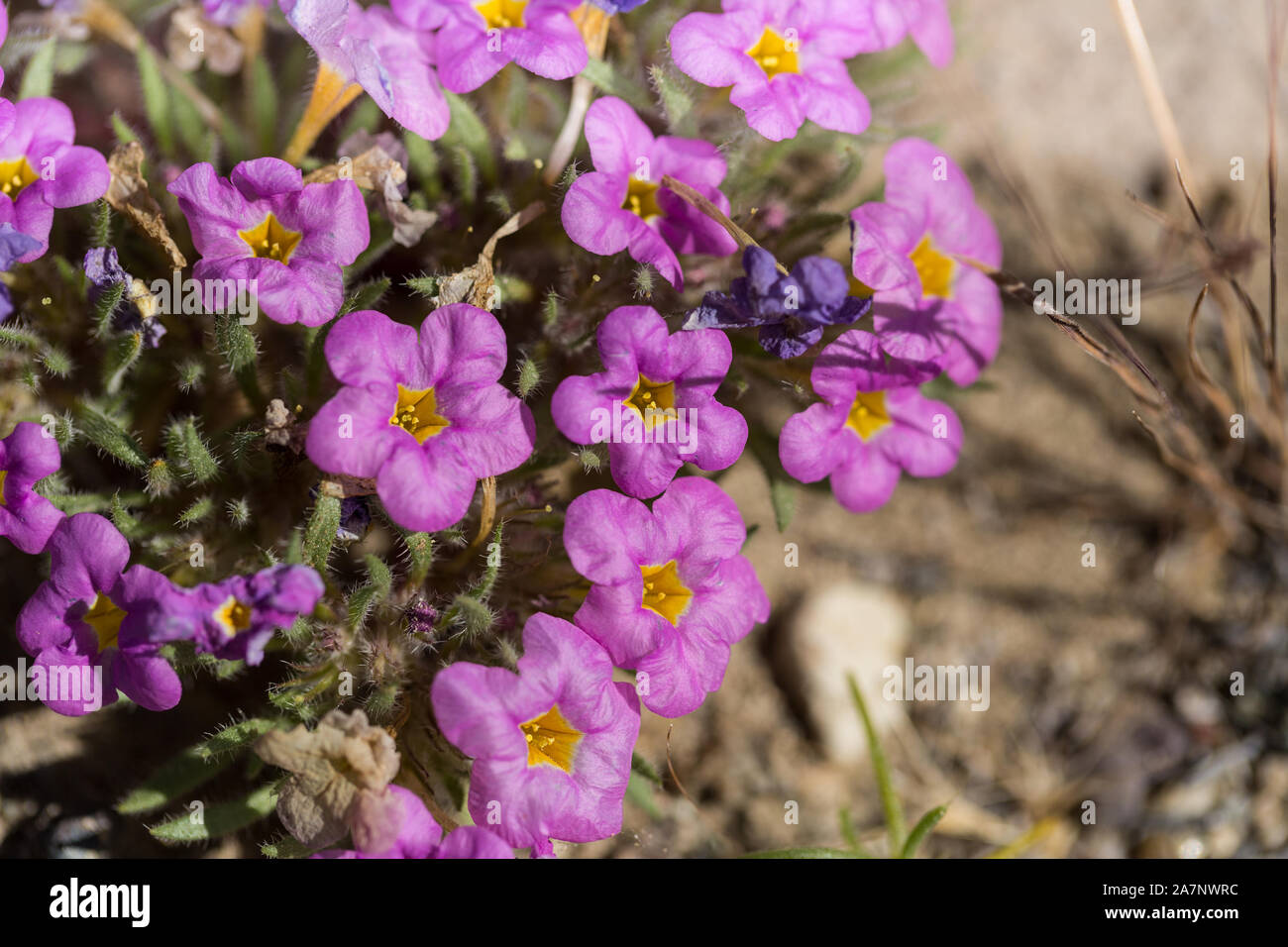 Purple desert mat flowers in nevada by pyramid lake Stock Photo - Alamy