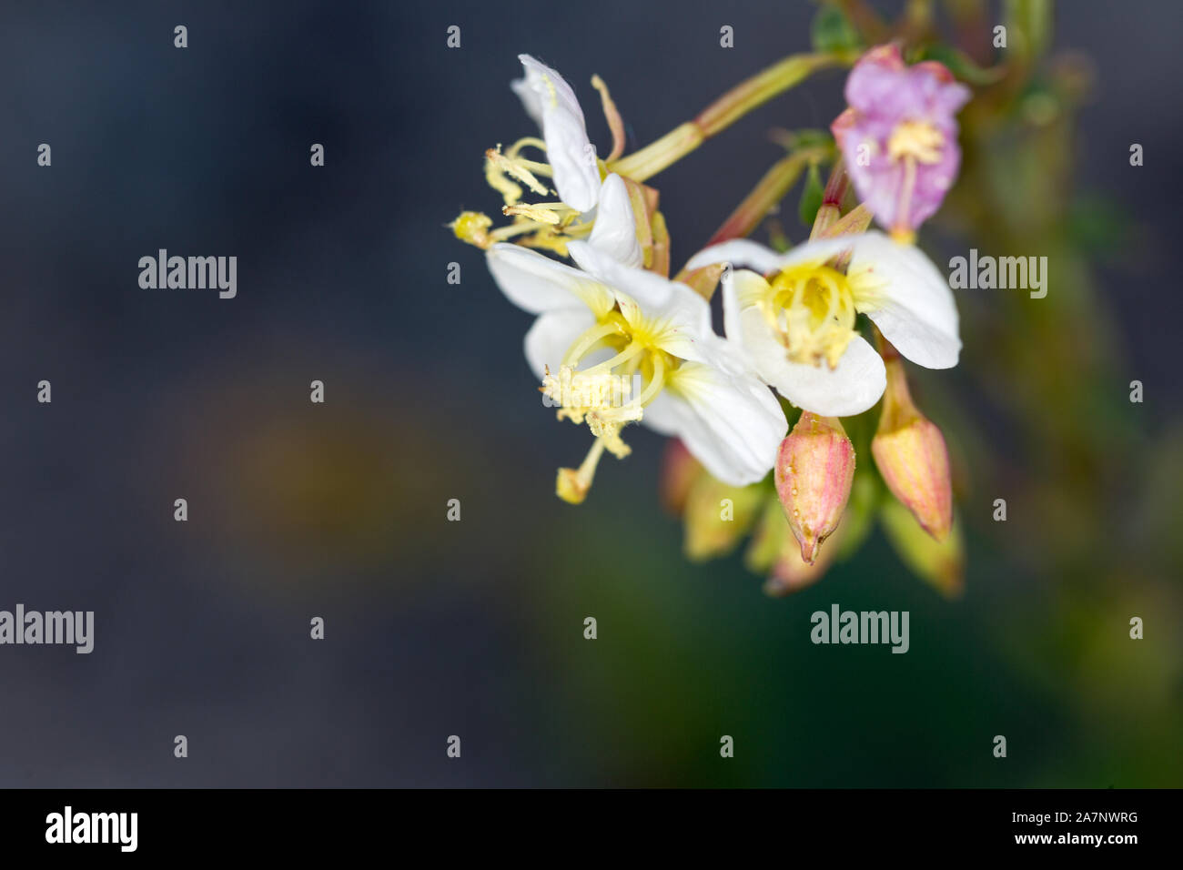 Dune evening primrose flowers in nevada by pyramid lake Stock Photo - Alamy