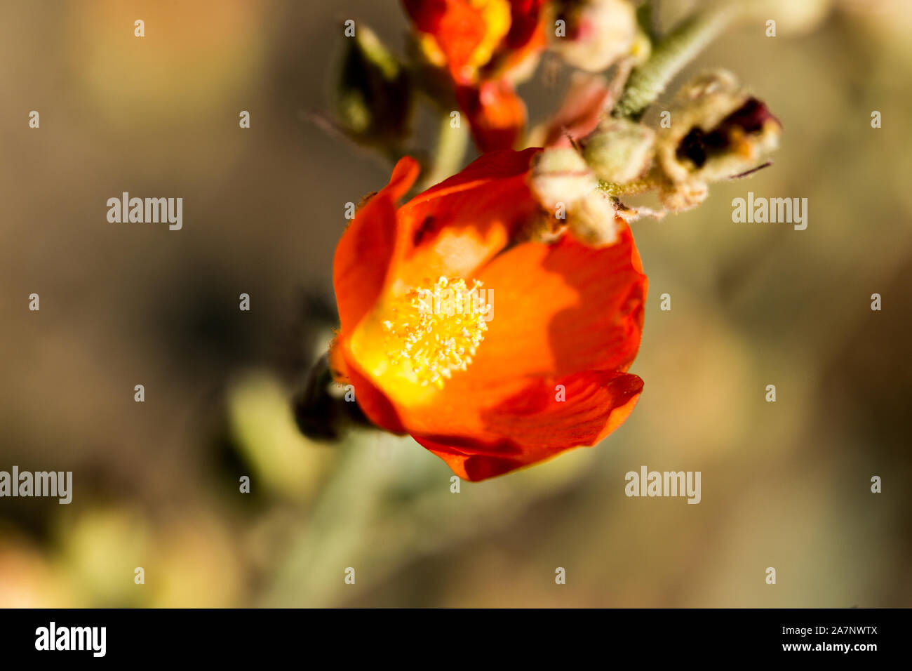 Sagebrush flower nevada hi-res stock photography and images - Alamy