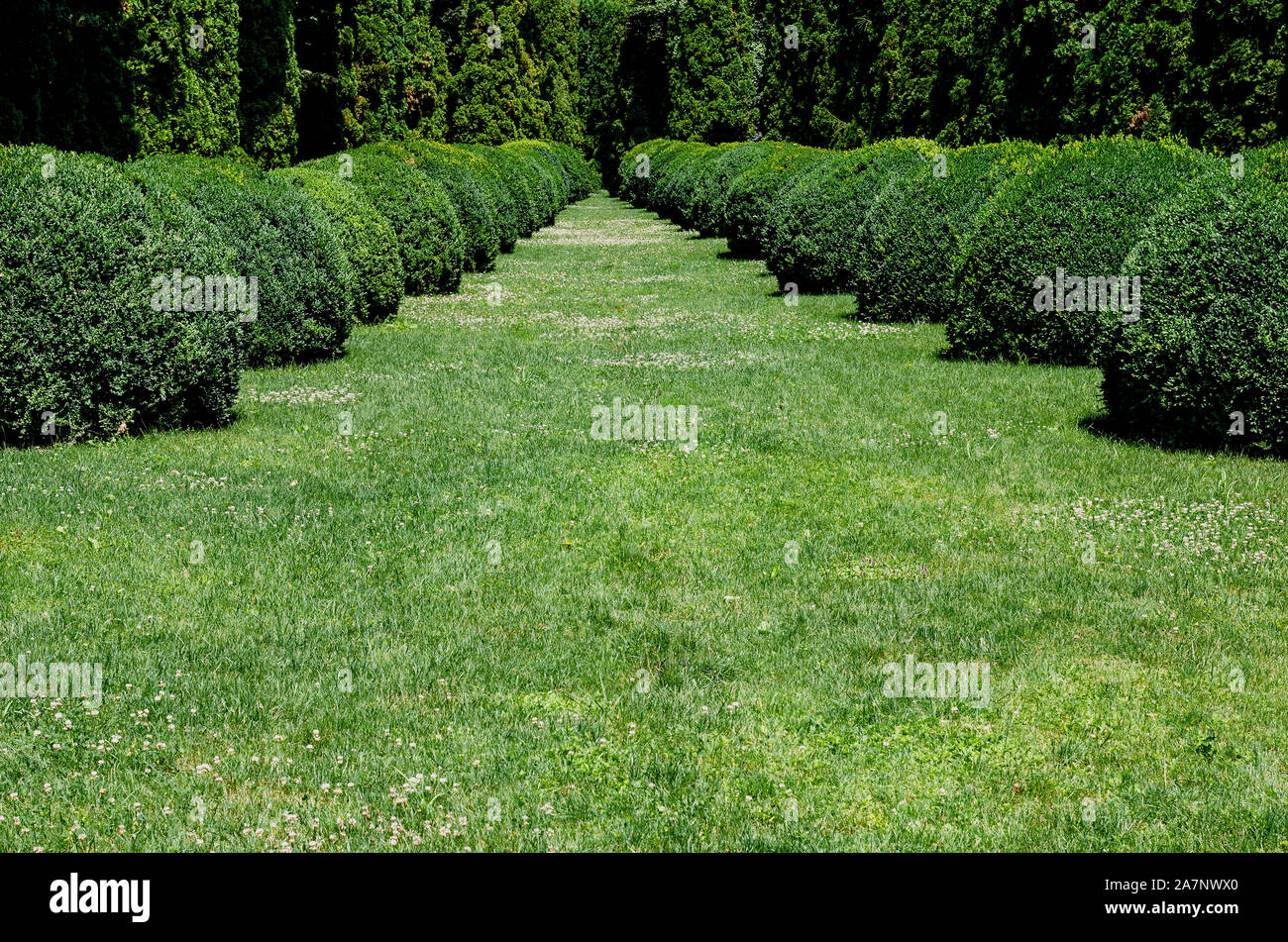 Botanical public park with trees cut into different round shapes Stock ...