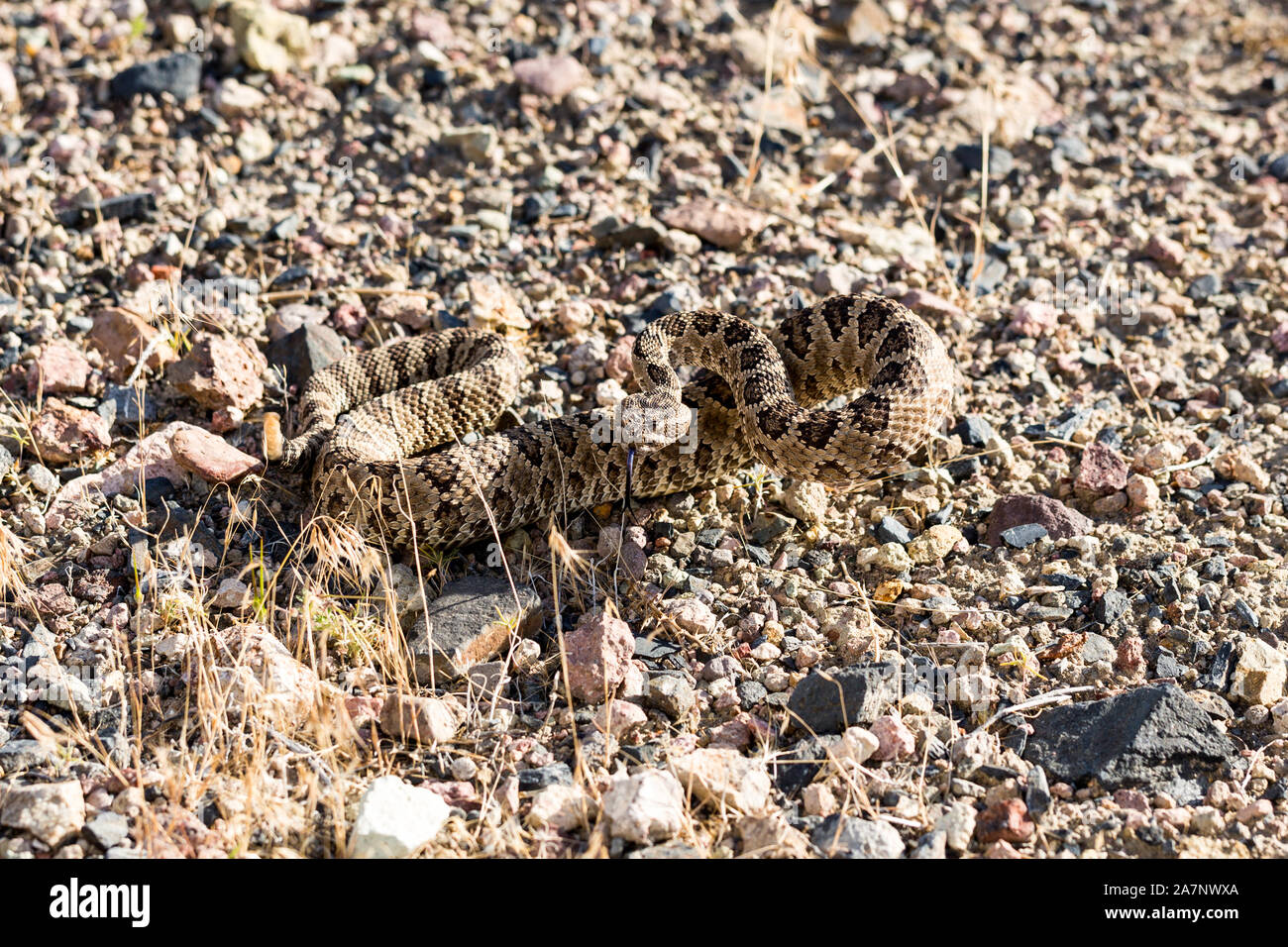 Angry coiled rattlesnake in nevada by pyramid lake Stock Photo - Alamy