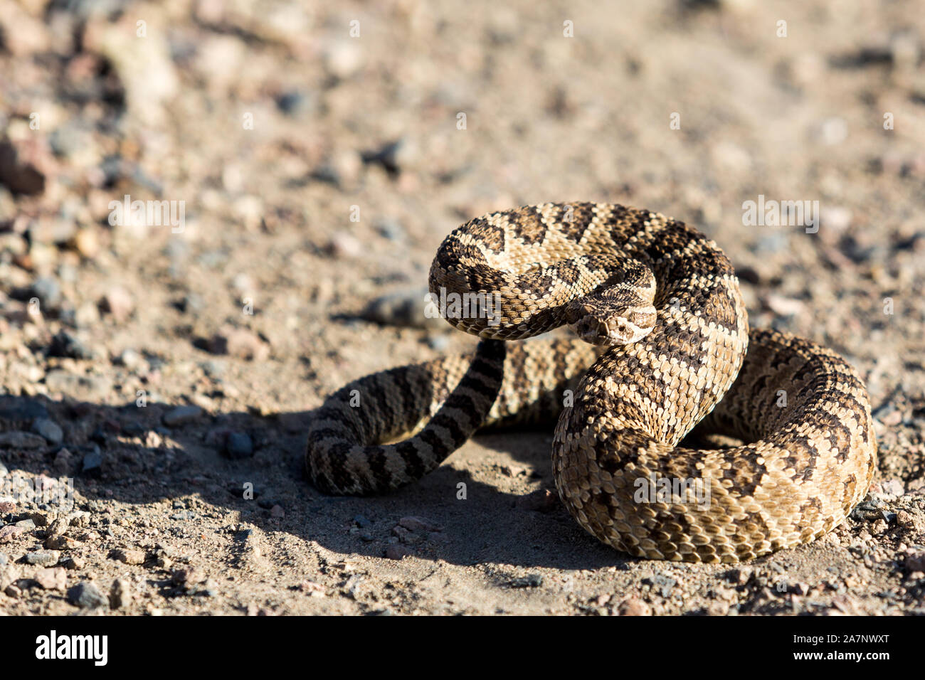 Angry coiled rattlesnake in nevada by pyramid lake Stock Photo - Alamy