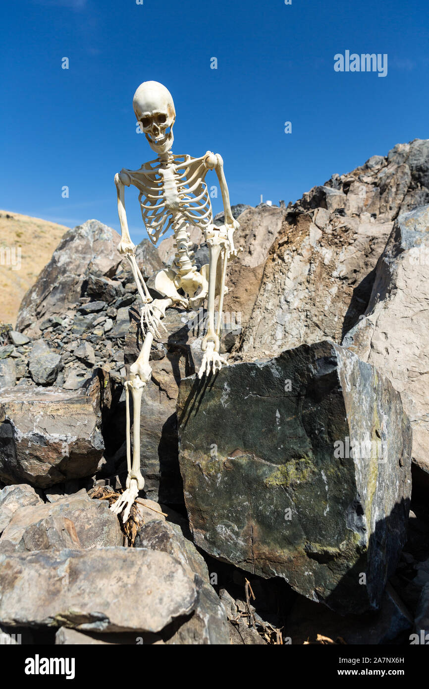 Medicine anatomy sitting skeleton in hi-res stock photography and ...