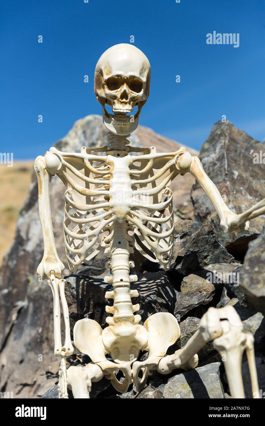 Medicine anatomy sitting skeleton in hi-res stock photography and ...
