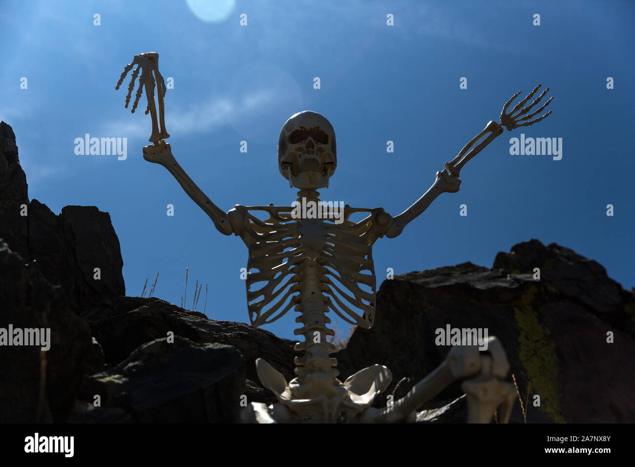 Human skeleton on desert hi-res stock photography and images - Alamy