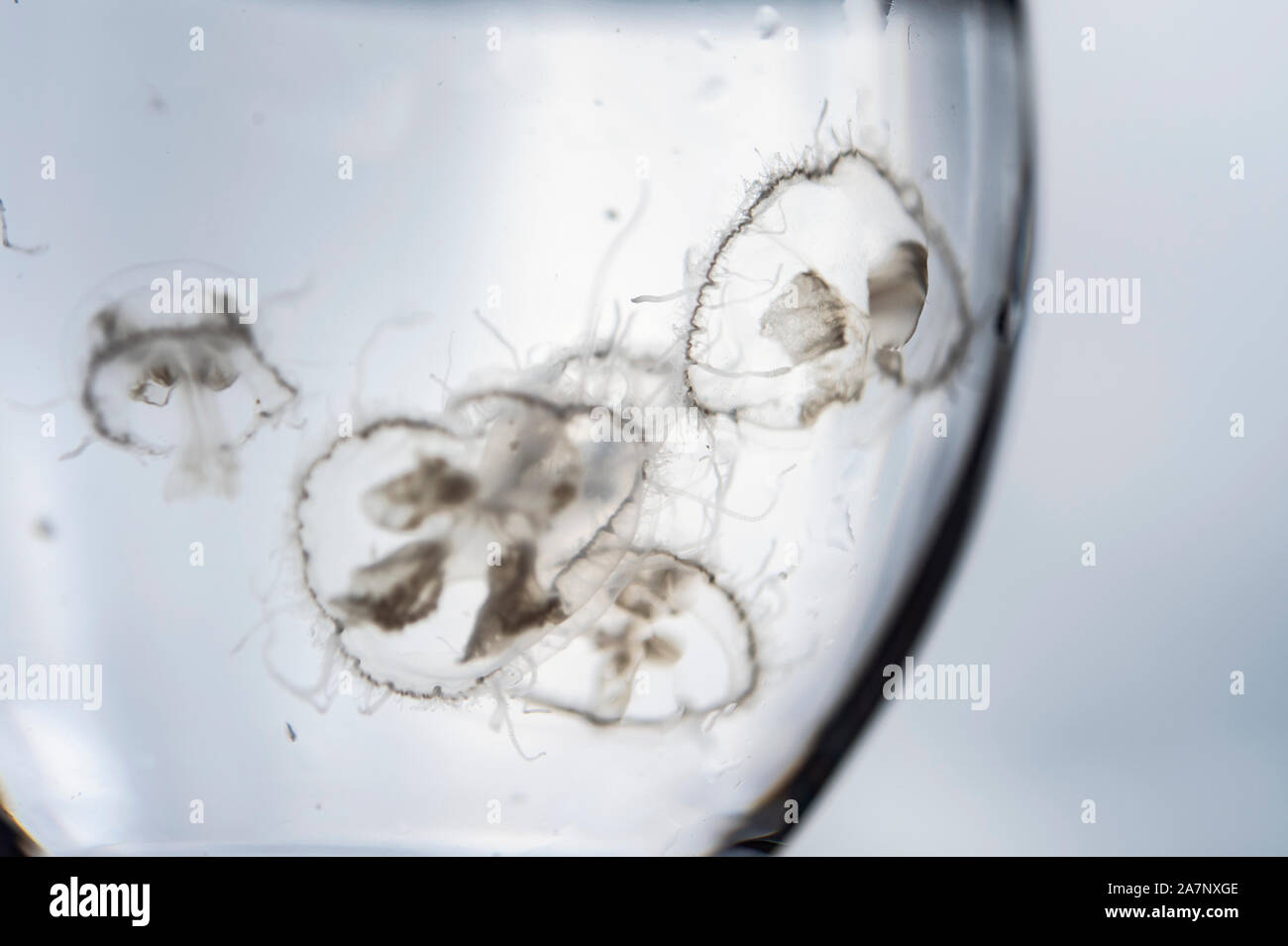 The Craspedacusta sowerbi, freshwater jellyfish in the phylum Cnidaria ...