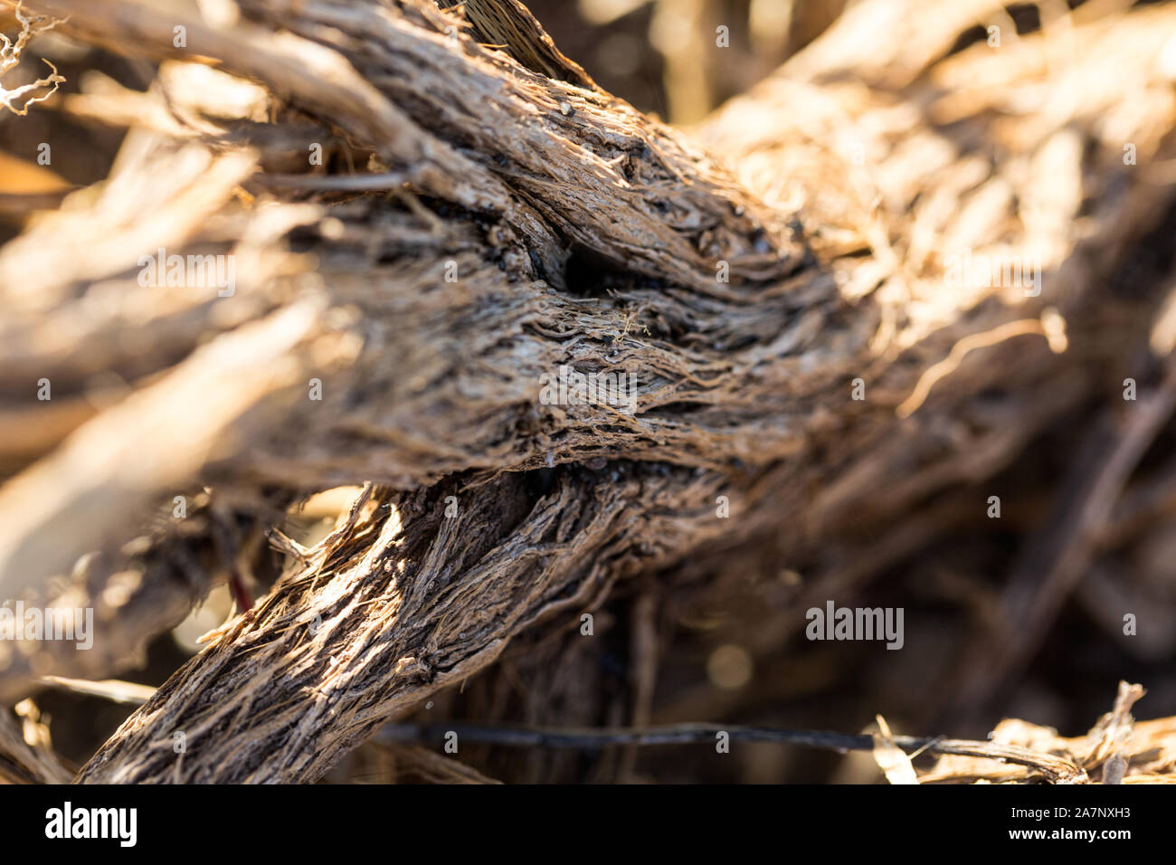 Water washed wood branch textures on the beach Stock Photo - Alamy