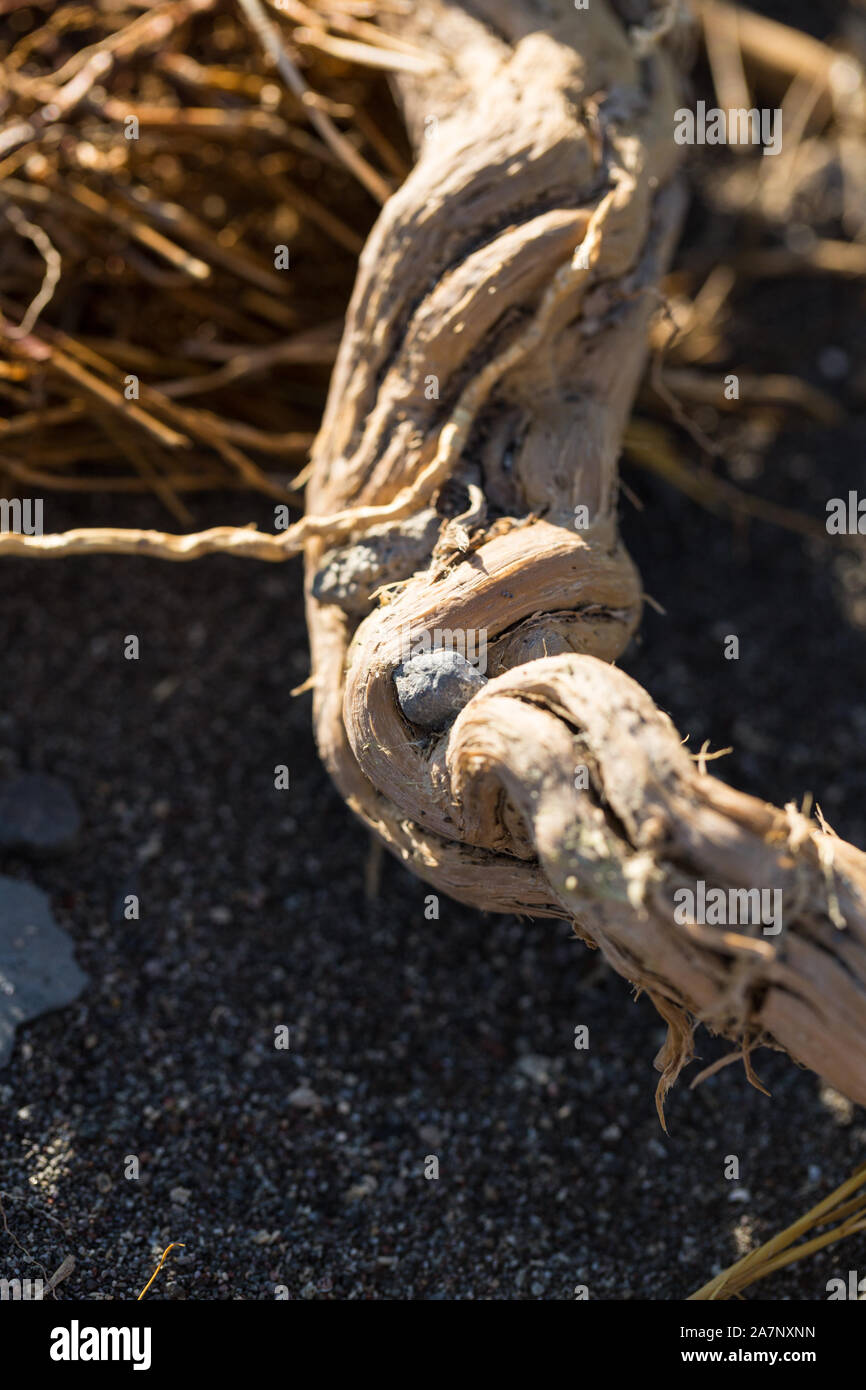 Water washed wood branch textures on the beach Stock Photo - Alamy