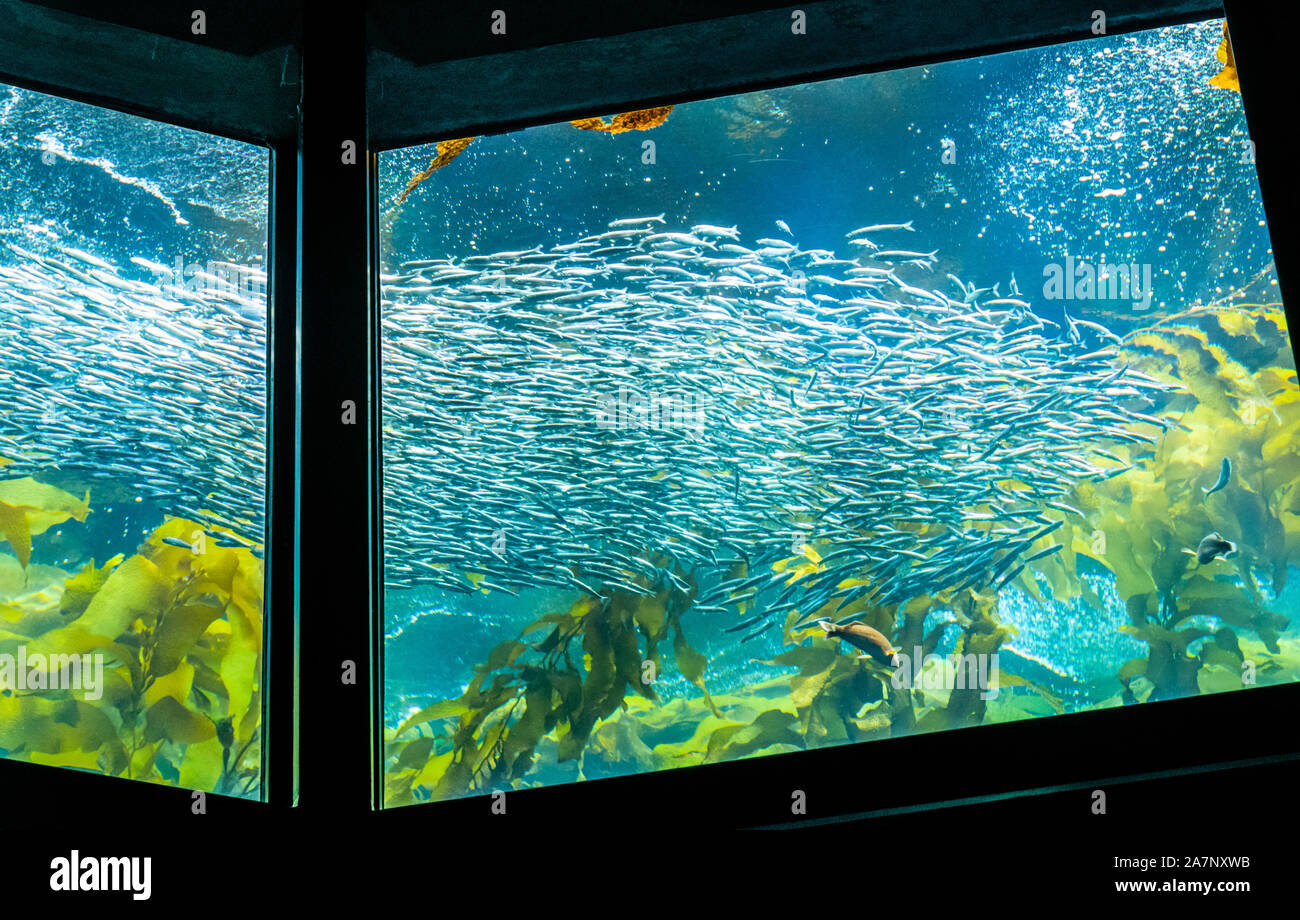 Monterey Bay Aquarium, California, Schooling Anchovies Stock Photo - Alamy