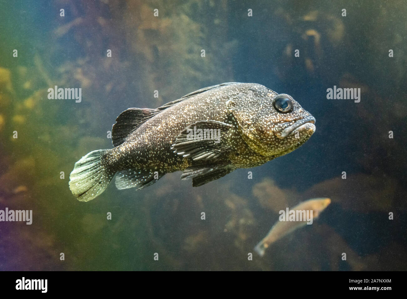 Monterey Bay Aquarium, California, Grouper Stock Photo - Alamy