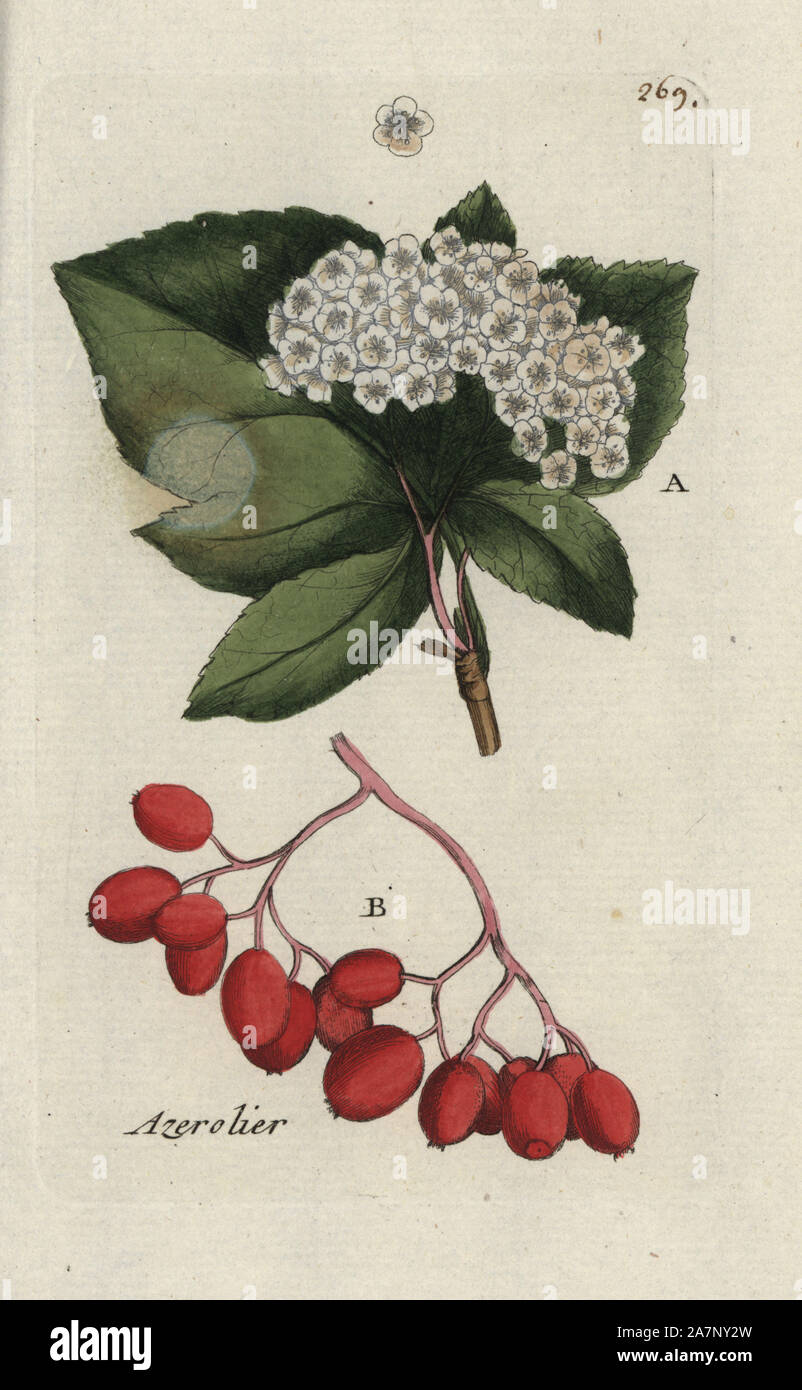 Azerolier hi-res stock photography and images - Alamy