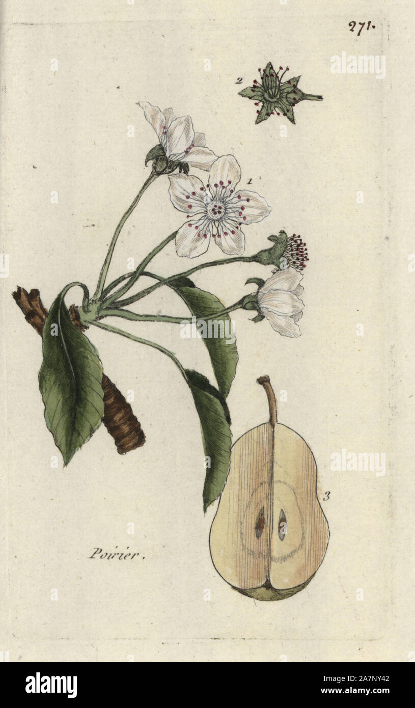 Pear, Pyrus communis. Handcoloured botanical drawn and engraved by ...