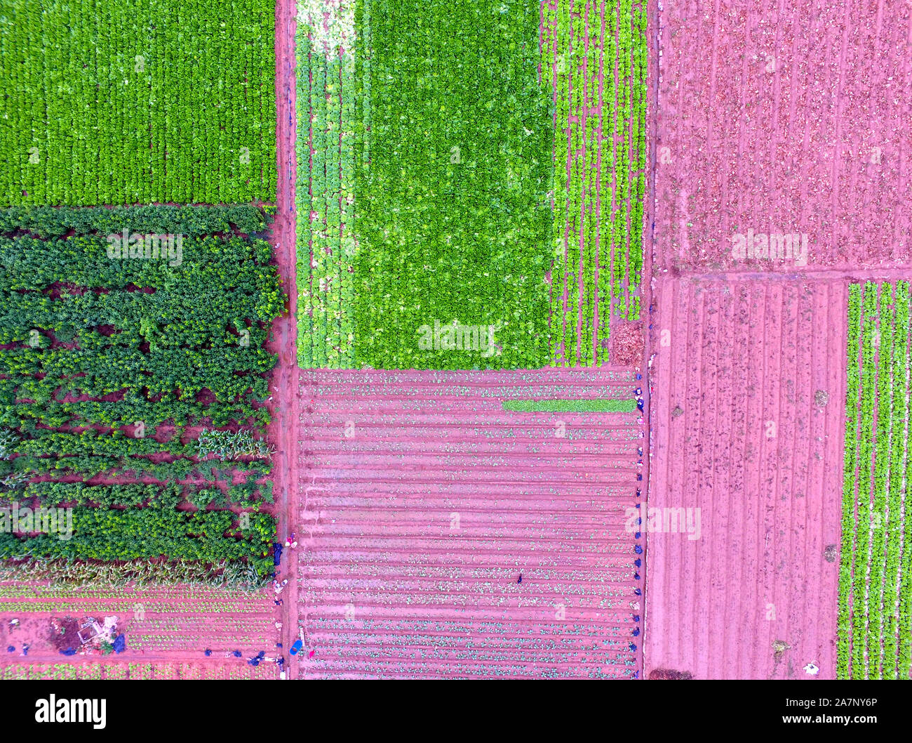 Aerial view of the colorful fields being poured by rains caused by ...