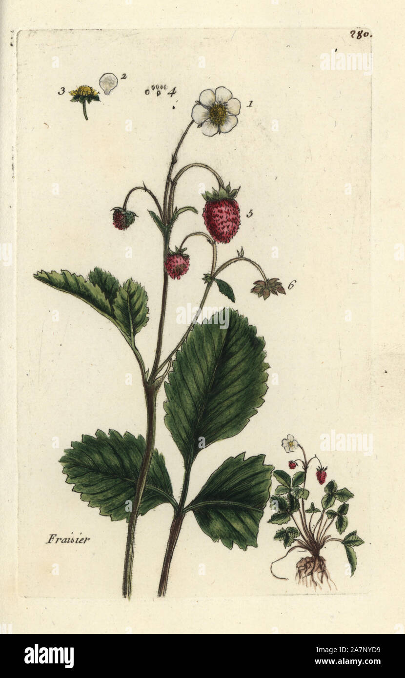 Strawberry, Fragaria vesca. Handcoloured botanical drawn and engraved ...