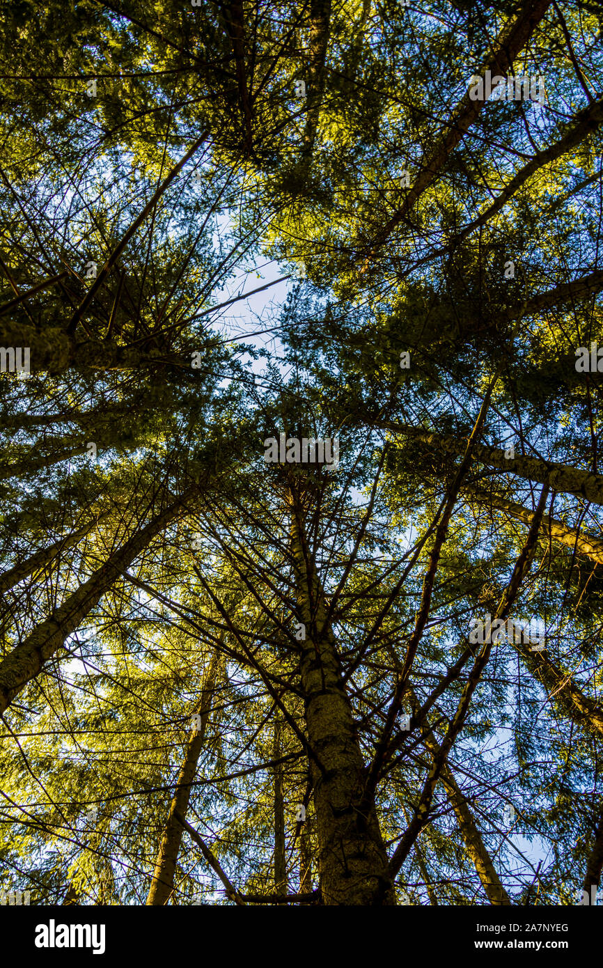 Plain tree green leaves hi-res stock photography and images - Alamy
