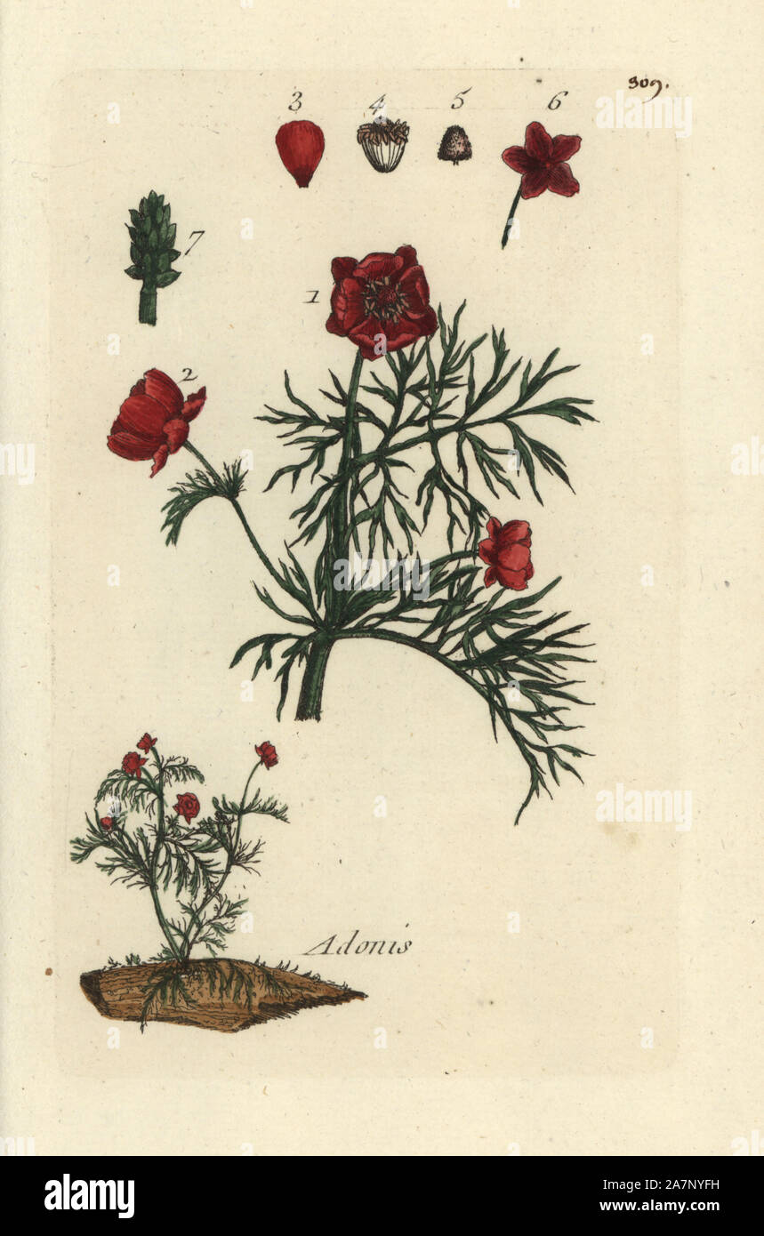 Pheasant's eye, Adonis annua. Handcoloured botanical drawn and engraved ...