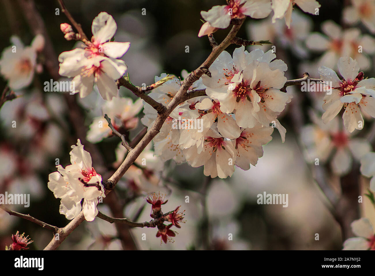 Branch of a blossoming Almond tree taken in Jerusalem, Israel Stock ...