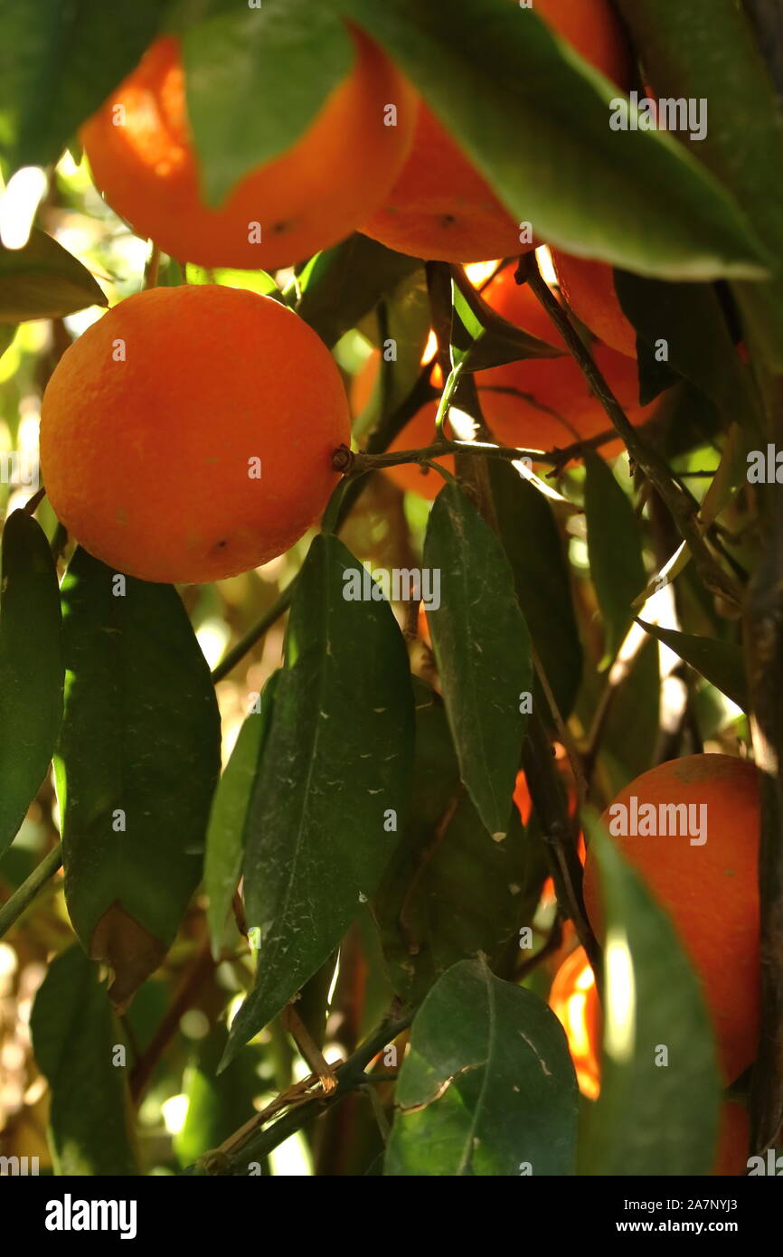 Big oranges hi-res stock photography and images - Alamy