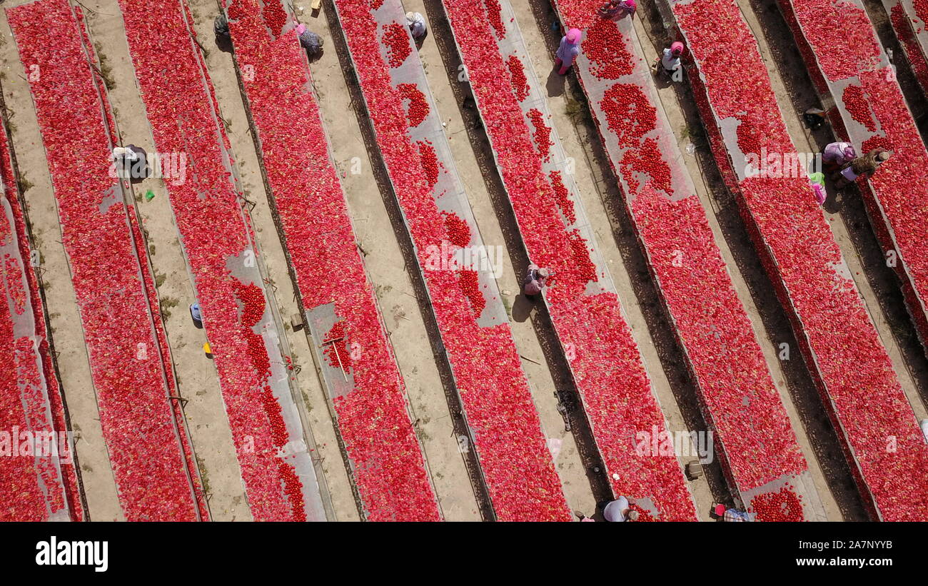 Tomatoes are put under sunshine for drying in Barunhaermodun town ...