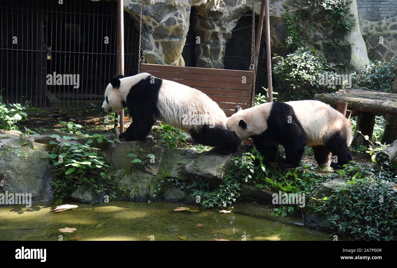 Giant panda brothers, Chengjiu and Shuanghao, eat bamboo and take a ...