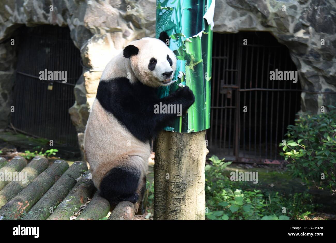 Giant panda brothers, Chengjiu and Shuanghao, eat bamboo and take a ...