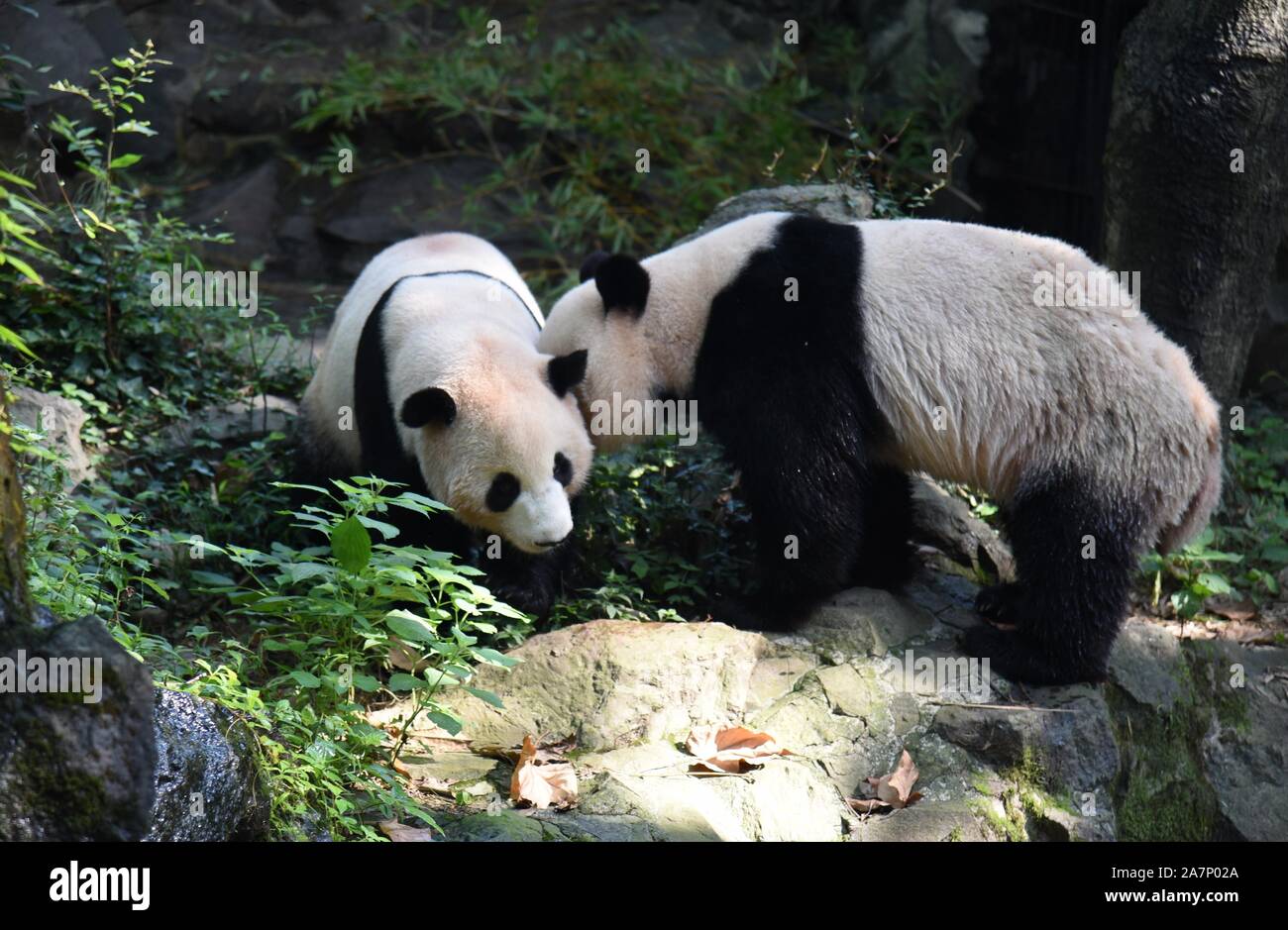 Giant panda brothers, Chengjiu and Shuanghao, eat bamboo and take a ...