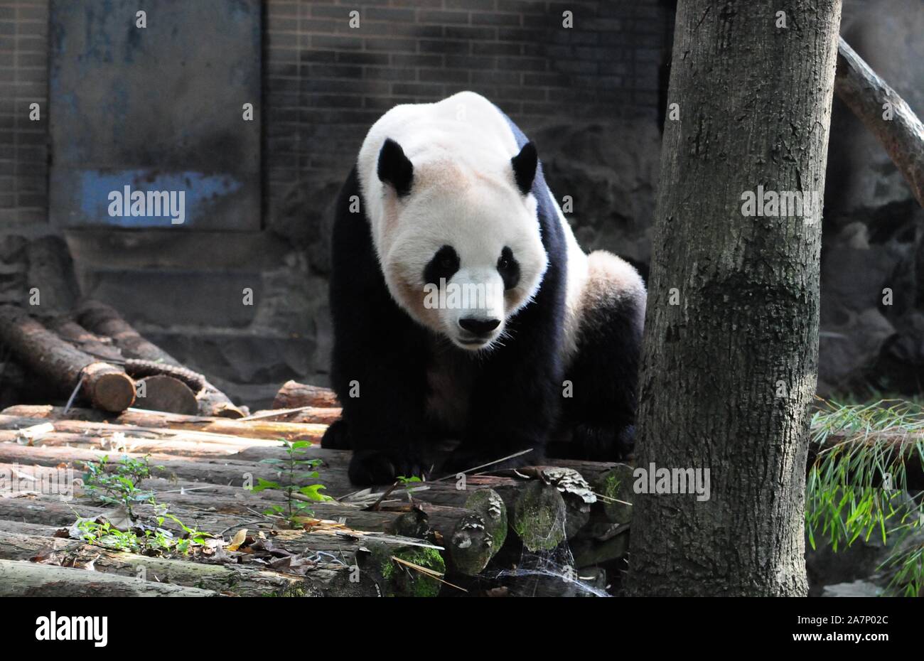 Giant panda brothers, Chengjiu and Shuanghao, eat bamboo and take a ...
