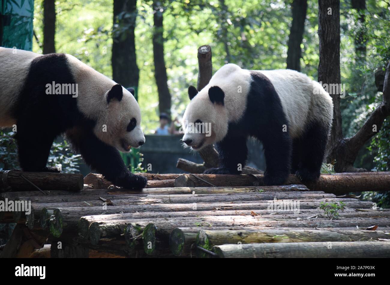 Giant panda brothers, Chengjiu and Shuanghao, eat bamboo and take a ...