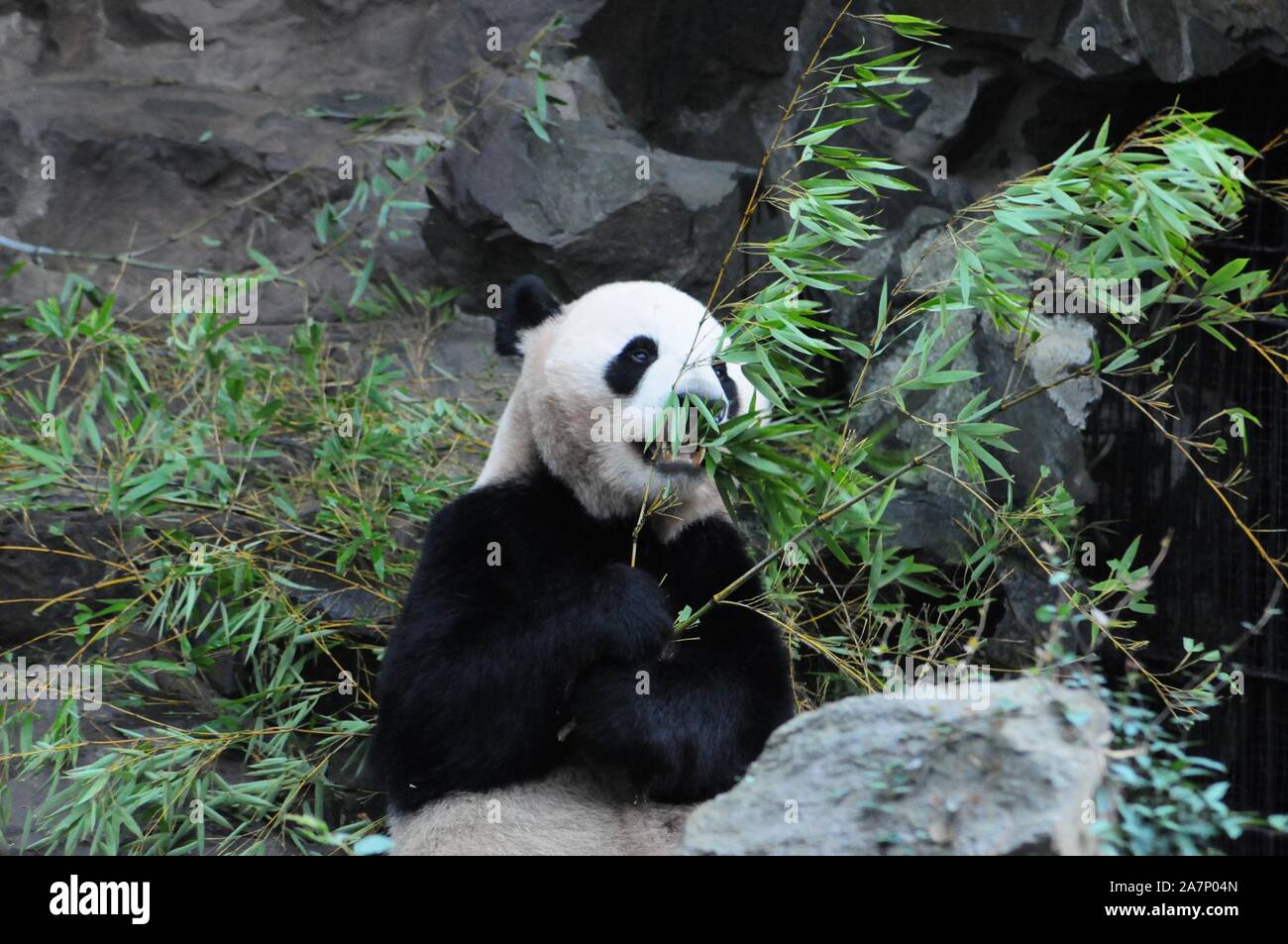 Giant panda brothers, Chengjiu and Shuanghao, eat bamboo and take a ...