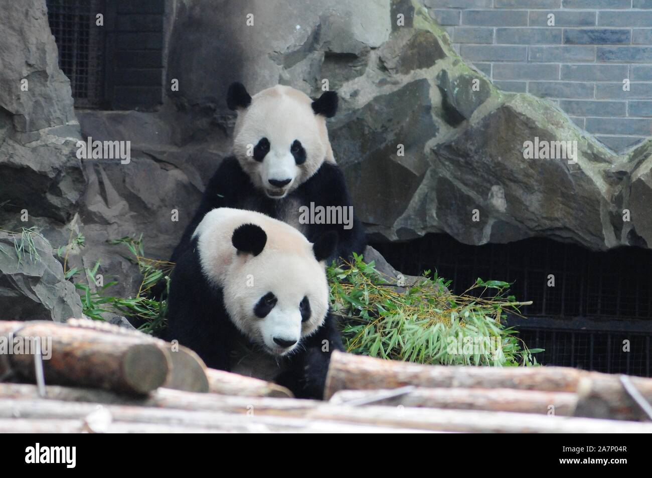Giant panda brothers, Chengjiu and Shuanghao, eat bamboo and take a ...