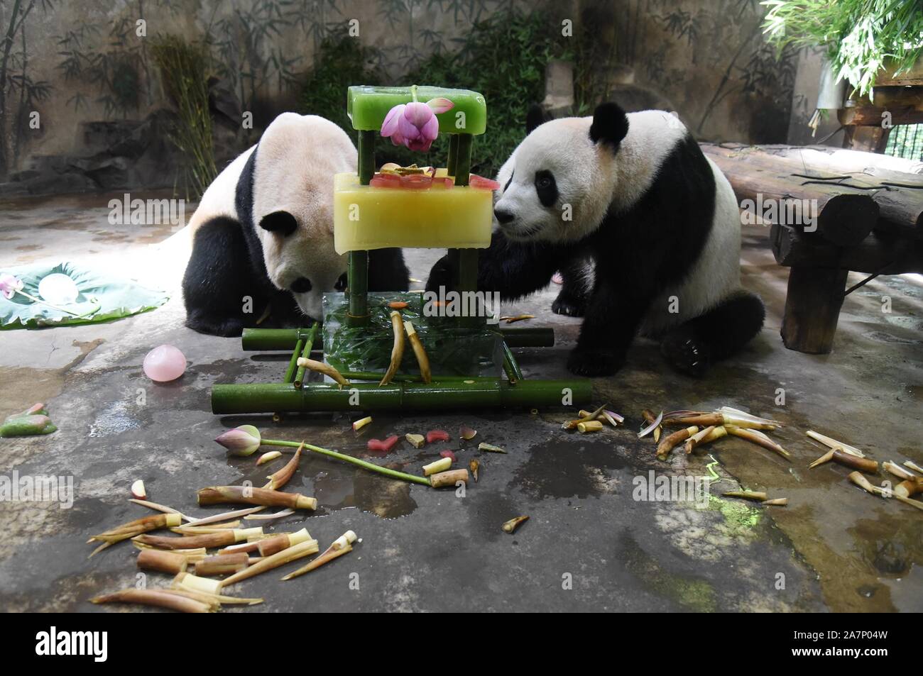 Giant panda brothers Chengjiu and Shuanghao enjoy bamboo shoots and ice ...