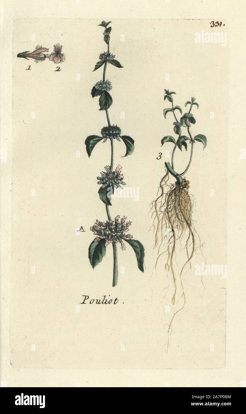 Pennyroyal Illustration