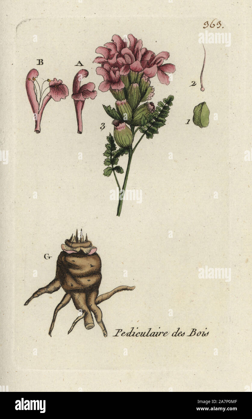Common lousewort, Pedicularis sylvatica. Handcoloured botanical drawn ...
