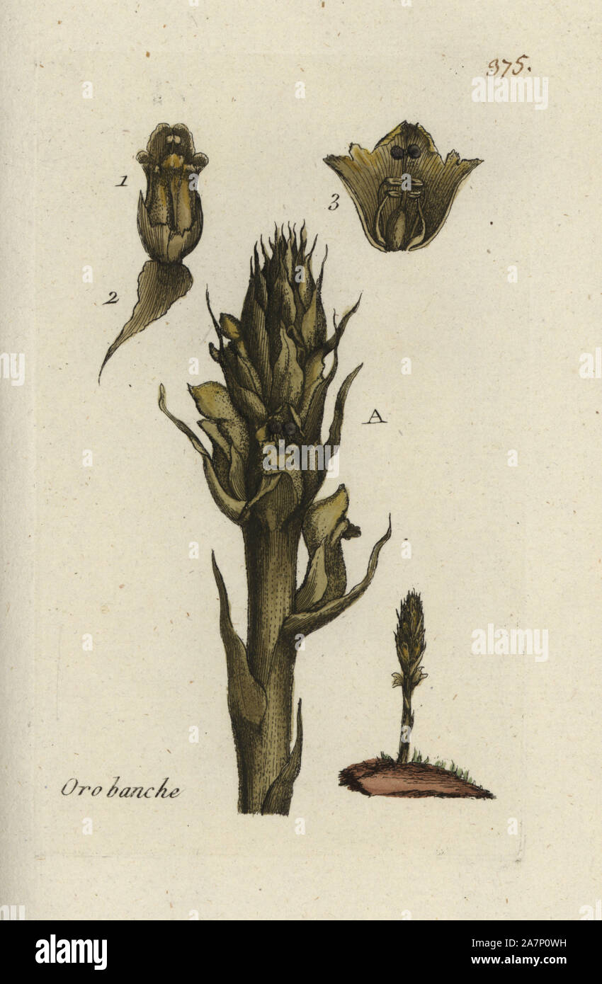 Purple toothwort, Lathraea clandestina. Handcoloured botanical drawn ...