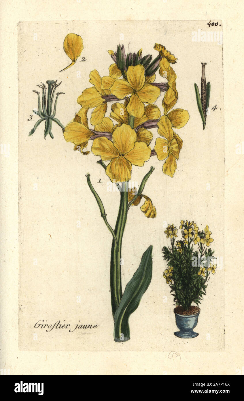 Wallflower Plant Drawing