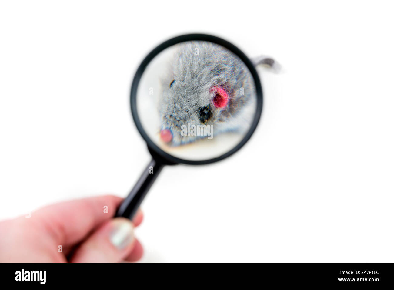 Small grey toy mouse in a magnifying glass Stock Photo - Alamy