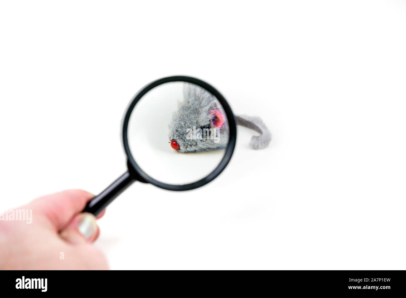 Small grey toy mouse in a magnifying glass Stock Photo - Alamy