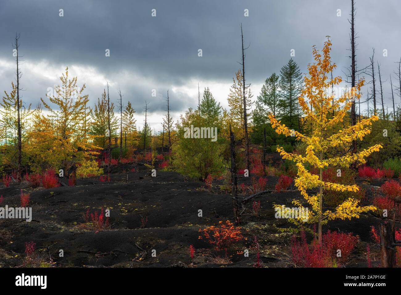 Autumn landscape in Dead Forest, after eruption of Tolbachik volcano ...