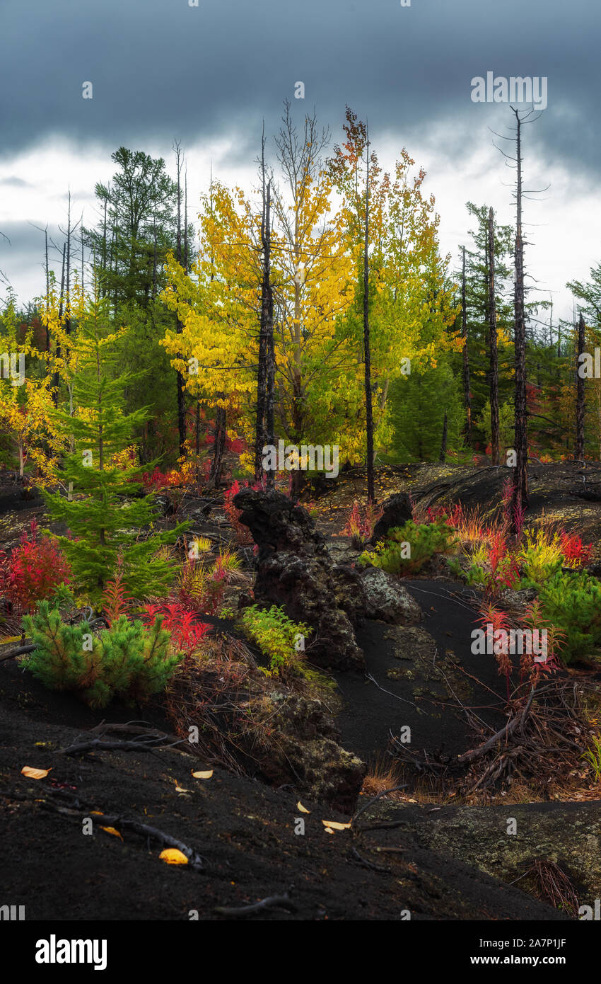 Autumn landscape in Dead Forest, after eruption of Tolbachik volcano ...