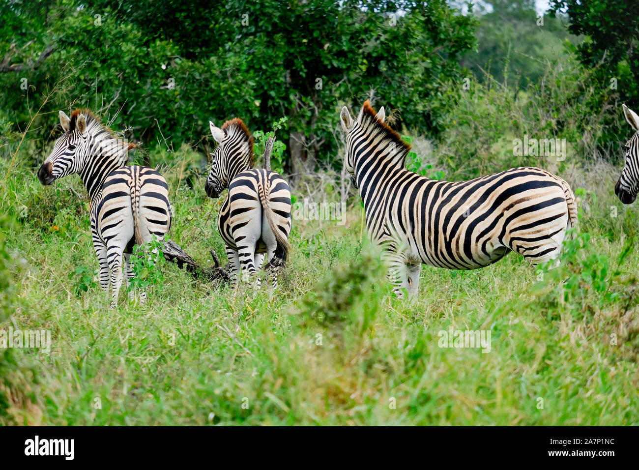 Grevys zebra group hi-res stock photography and images - Alamy