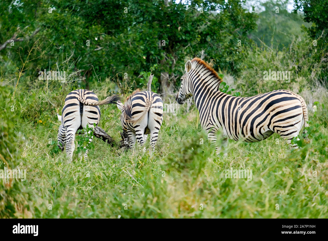 Group of three African Zebras in the Wild Stock Photo - Alamy