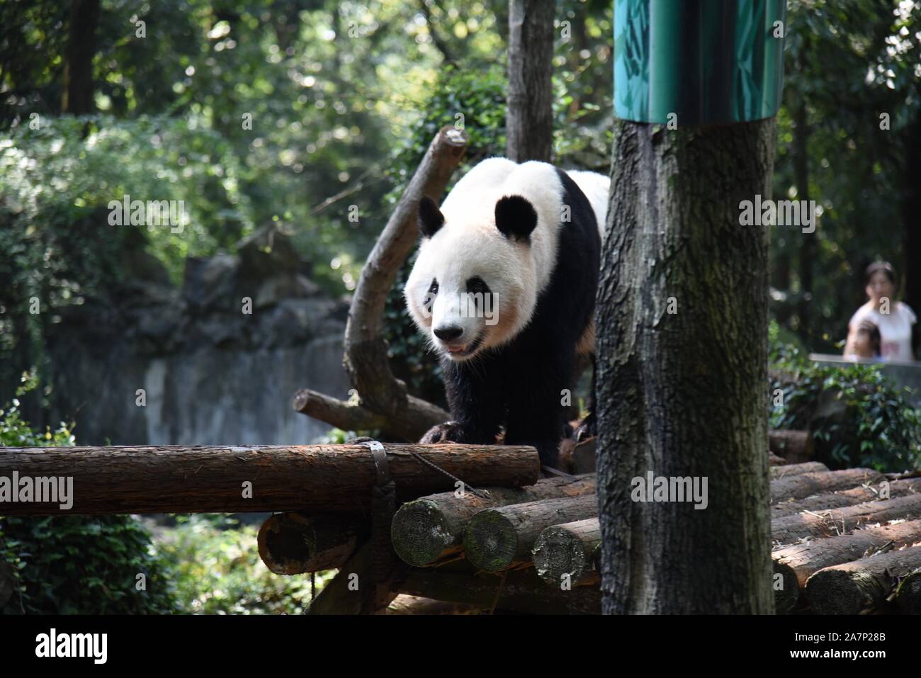 Giant panda brothers, Chengjiu and Shuanghao, eat bamboo and take a ...