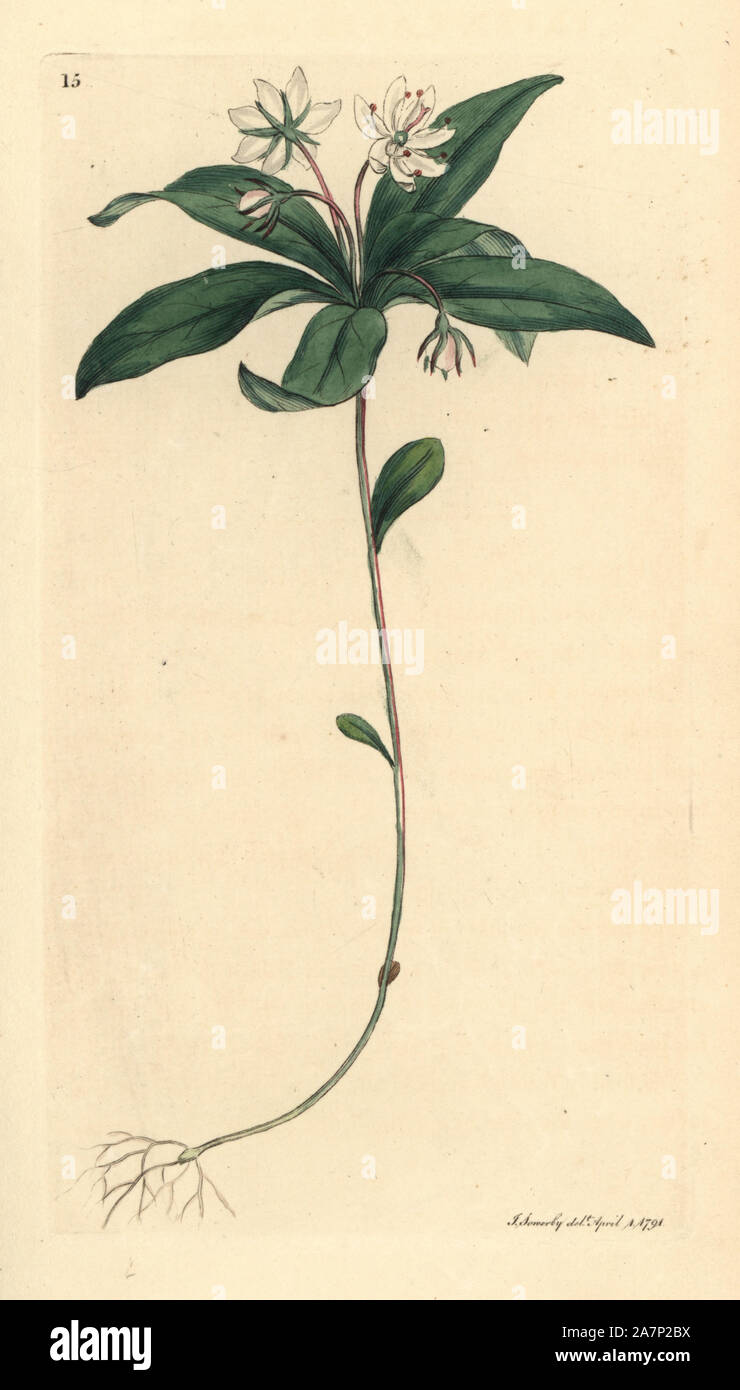 Drawing of chickweed hi-res stock photography and images - Alamy