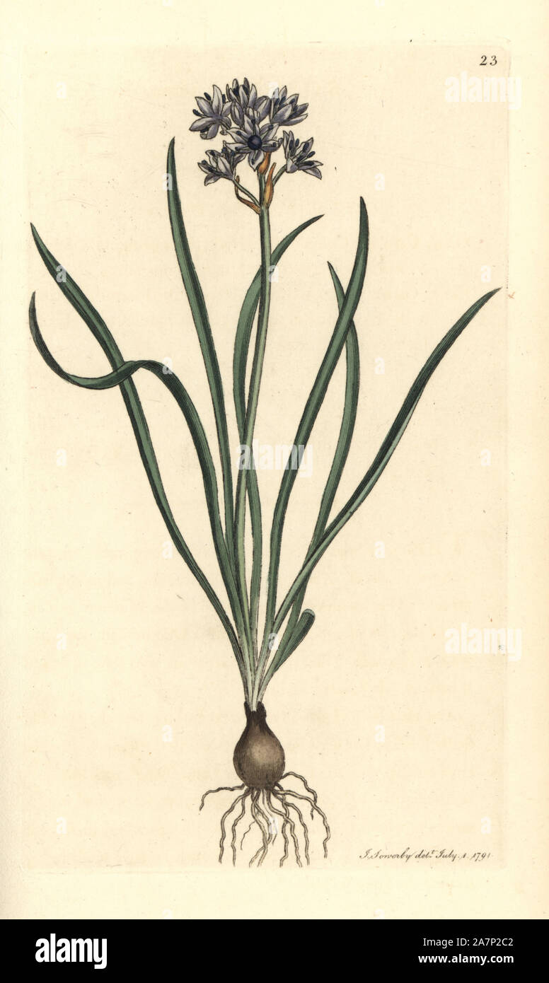 Vernal squill, Scilla verna. Handcoloured copperplate engraving from a ...