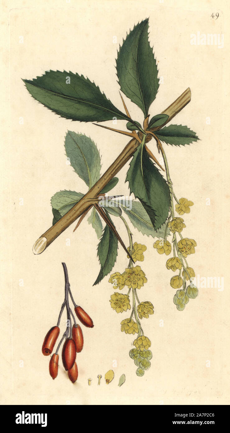 Common barberry, Berberis vulgaris. Handcoloured copperplate engraving ...