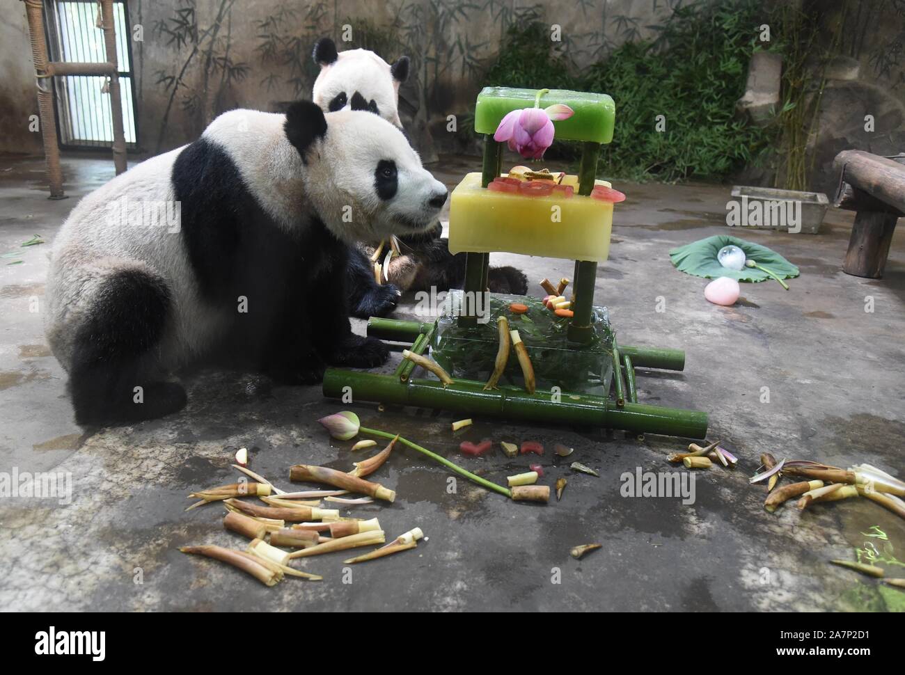 Giant panda brothers Chengjiu and Shuanghao enjoy bamboo shoots and ice ...